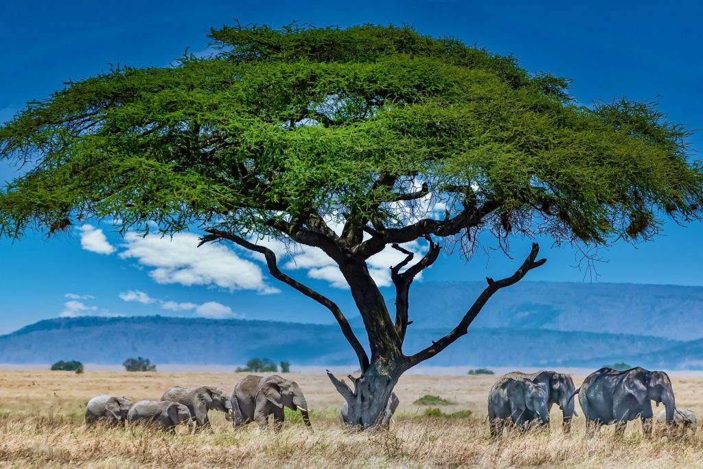 10 Days Of African Magic - Motema Tours and Safaris
